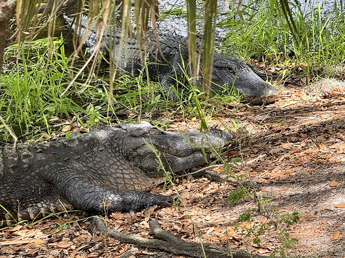 Sunbathing alligators demonstrating the original "Florida retirement plan" &ndash; find warm spot, don't move, occasionally open one eye to check surroundings.