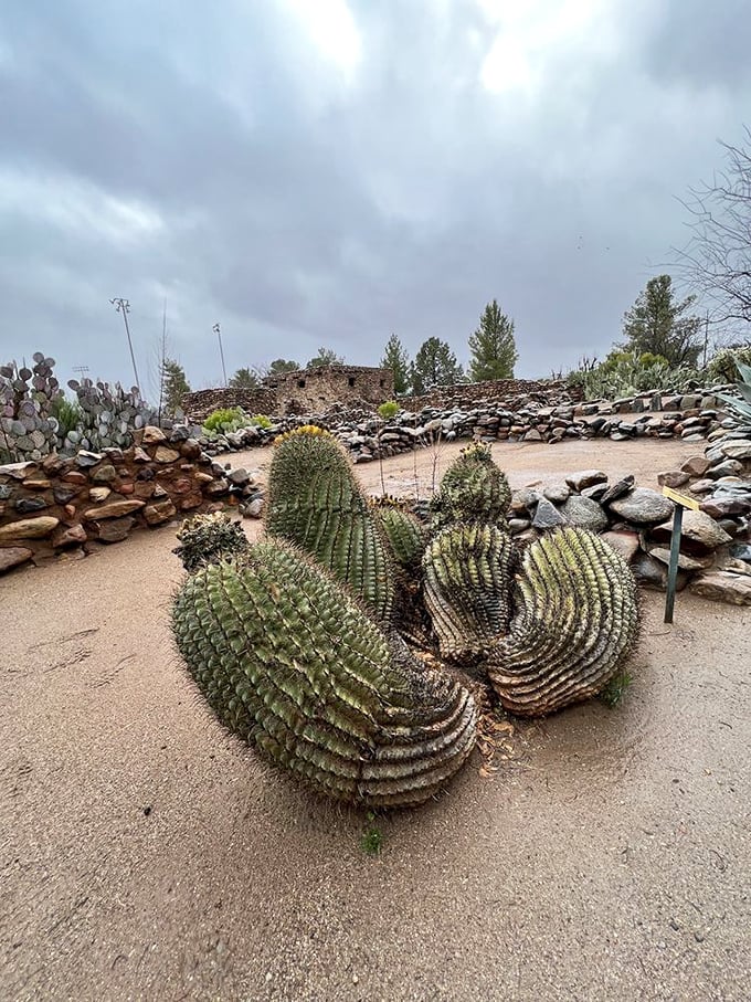 These barrel cacti look like nature's version of a welcoming committee, standing guard over the ancient plaza.