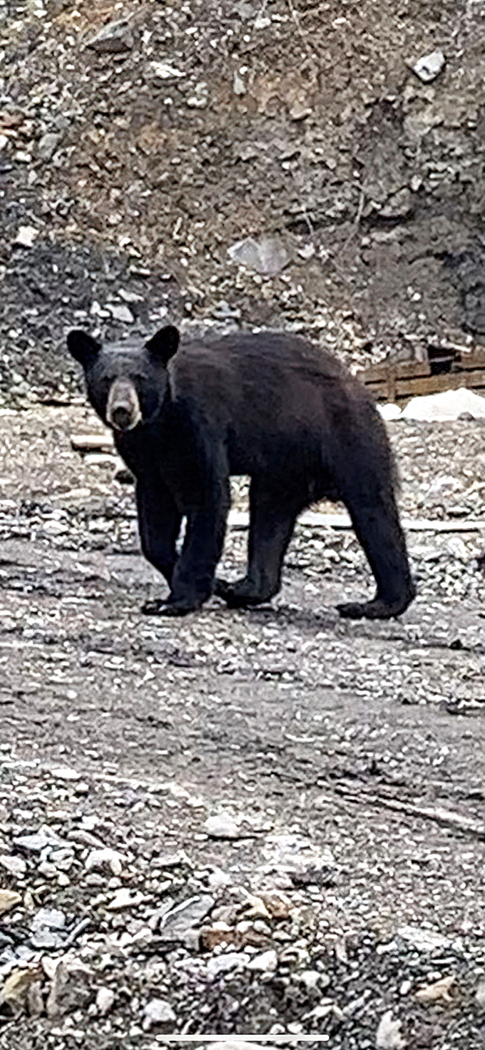 "Excuse me, do you have a reservation?" Wildlife sightings add an element of wild excitement to any Kingdom Come visit.