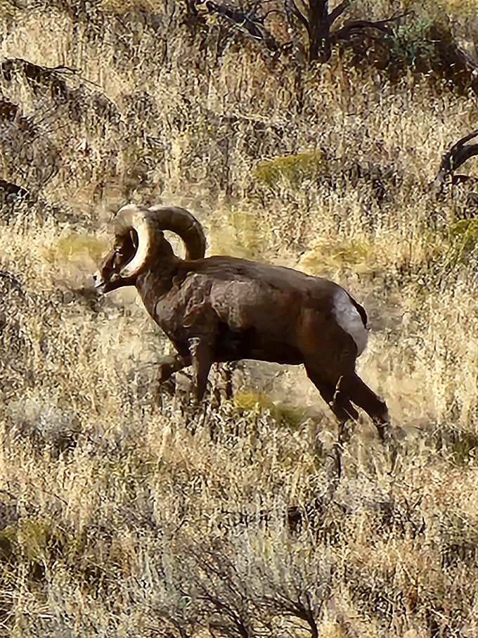The resident bighorn sheep don't need Instagram&mdash;they've been striking majestic poses in these canyons for centuries.