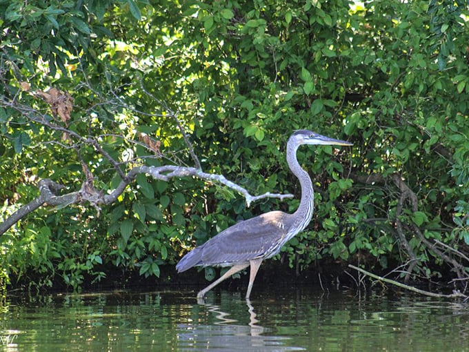 Nature's most patient fisherman&mdash;a great blue heron stands motionless in the shallows, demonstrating that good things come to those who wait.