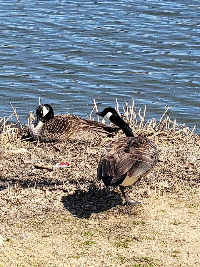 "Excuse me, this is MY lakefront property!" Canada geese have clearly established squatter's rights along the shoreline.