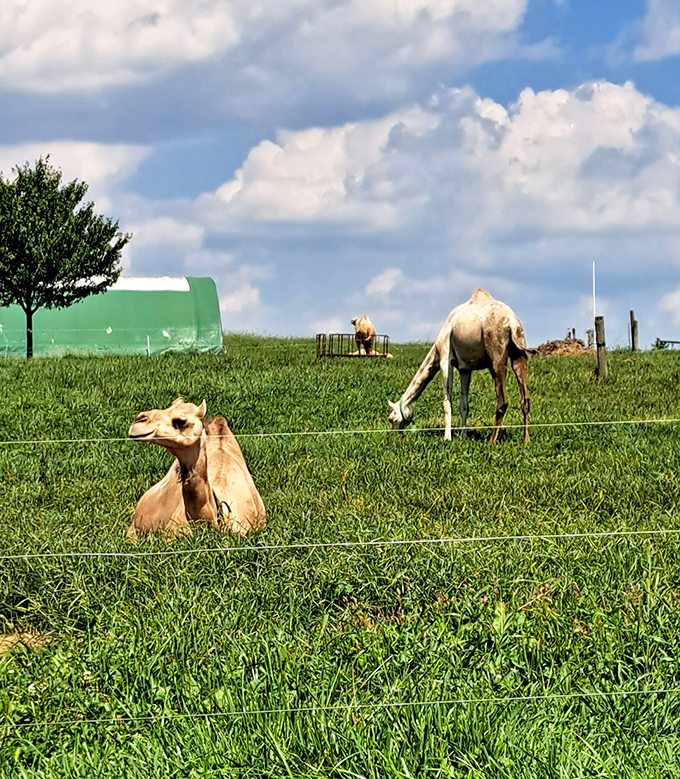 "You're not in Kansas anymore, Dorothy." These unexpected desert dwellers bring a touch of exotic flair to Pennsylvania's pastoral landscape.