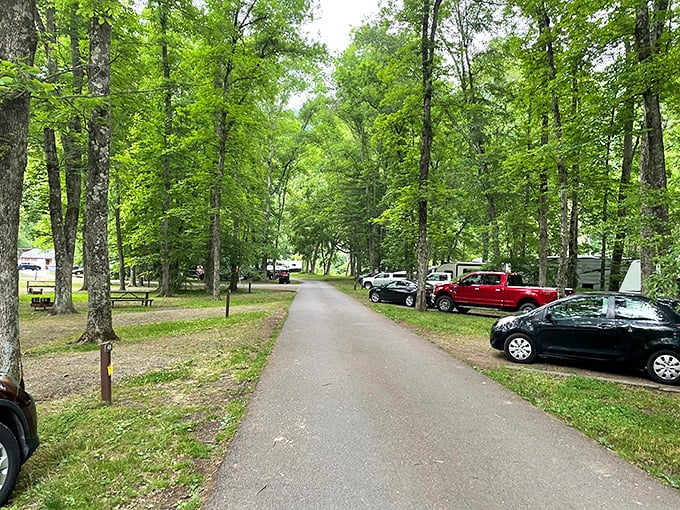 Camping among towering trees in Tionesta &ndash; where "roughing it" still includes the luxury of Pennsylvania's most spectacular natural ceiling.