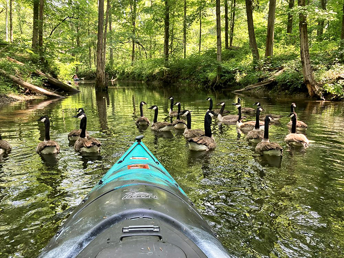 The welcoming committee has assembled! These Canada geese seem to be saying, "We were expecting you," as they escort kayakers through their watery domain.