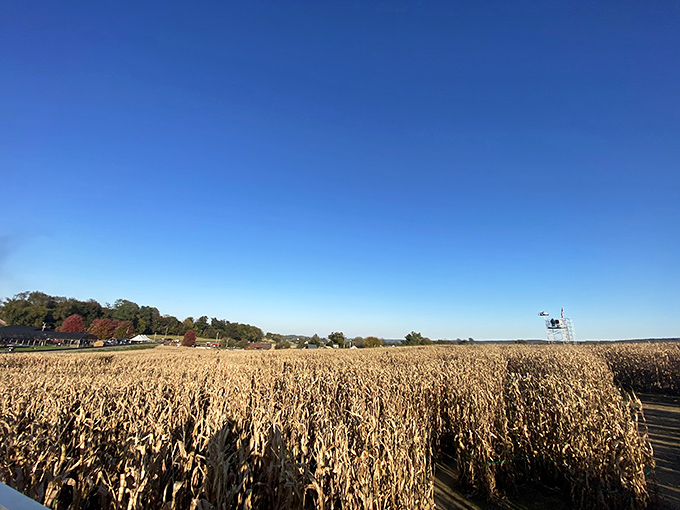 The famous corn maze stretches to the horizon, where getting lost is actually the point and "I told you to turn left" becomes the day's motto.