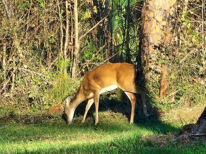 Dinner and a show, nature-style. This deer demonstrates the original farm-to-table concept that no trendy restaurant can match.