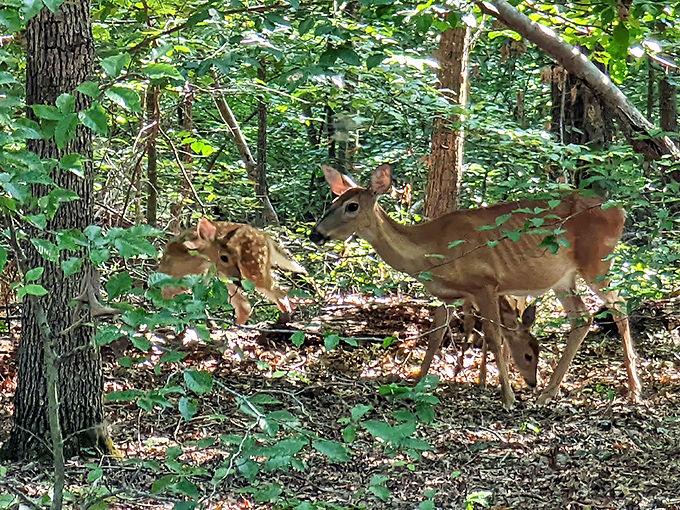 "Excuse me, we live here." These deer caught mid-stroll remind us we're just visitors in their woodland neighborhood.