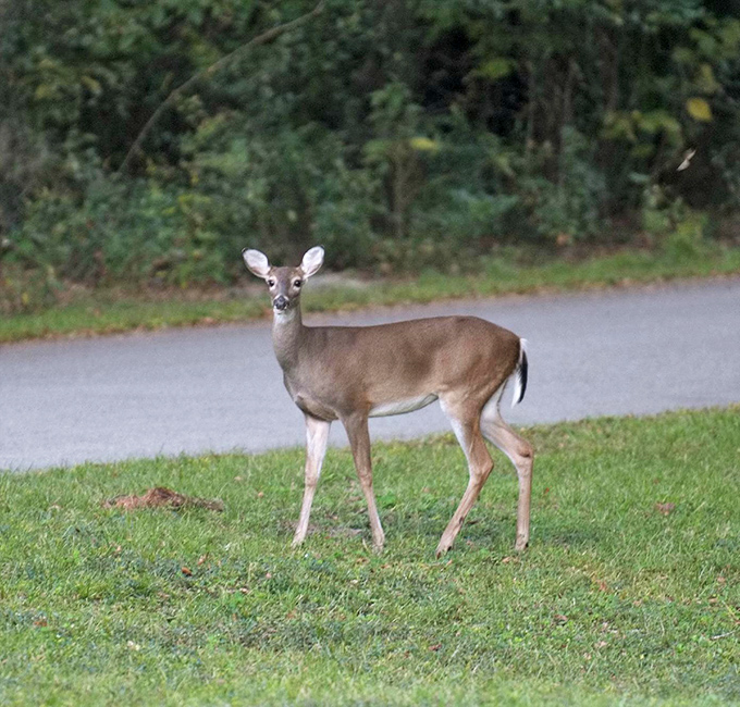"Excuse me, did you bring snacks?" This curious deer pauses for a photo op, reminding us whose home we're really visiting.