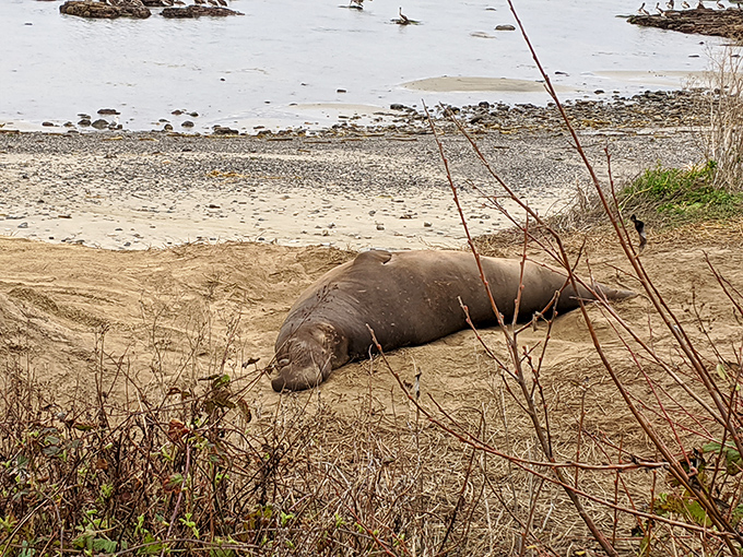 "Just catching some rays, don't mind me." This elephant seal demonstrates the fine art of beach lounging that humans can only aspire to.