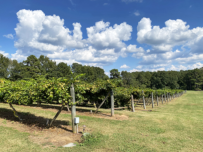 Rows of grapevines prove that Newberry knows good living includes a proper glass of local wine.