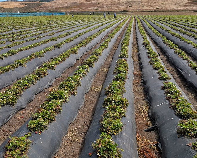 The fields stretch toward the Pacific like a patchwork quilt of possibility. Somewhere in those rows is your perfect berry.