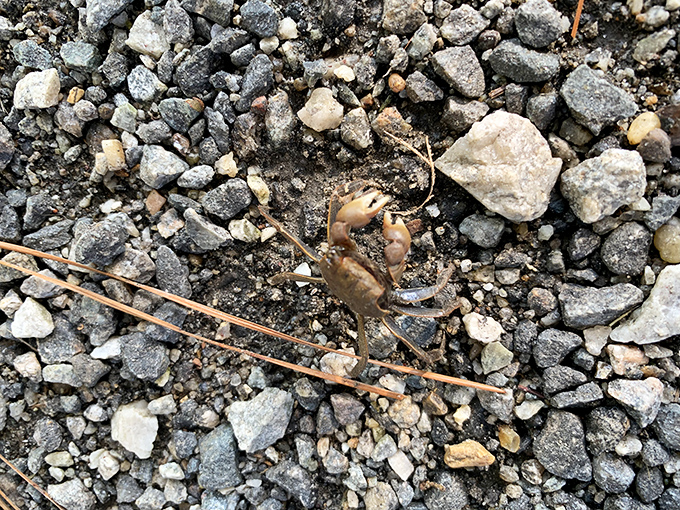 Meet the locals! These tiny fiddler crabs are nature's cleanup crew, scuttling across the shoreline like miniature landscapers with attitude.