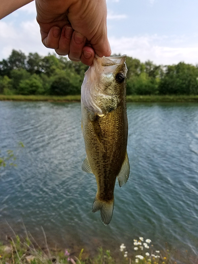 The ultimate Pennsylvania catch-and-release program: moments of fishing bliss in waters so clear you can practically interview the fish first.