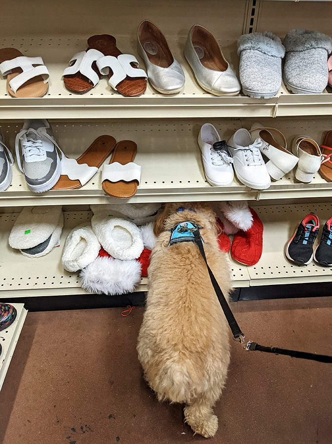 Even dogs appreciate a good shoe selection! This furry shopper seems particularly interested in the cozy winter options.
