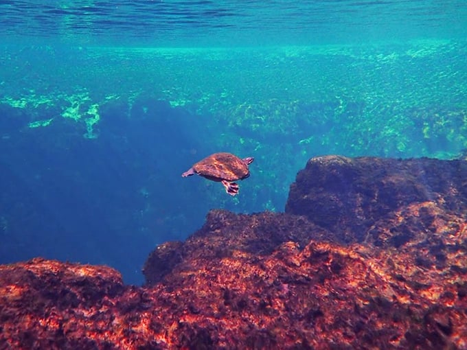 This turtle gliding through impossibly clear water is living its best life. Underwater real estate with panoramic blue views in every direction.