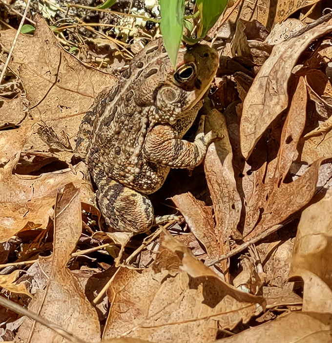 This camouflage master plays hide-and-seek in autumn leaves. Nature's reminder that the best discoveries require patient observation.
