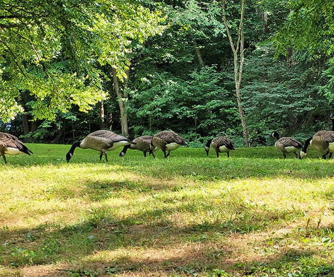 The original lawn maintenance crew at work. These Canadian geese keep the grass trimmed while conducting important goose business.
