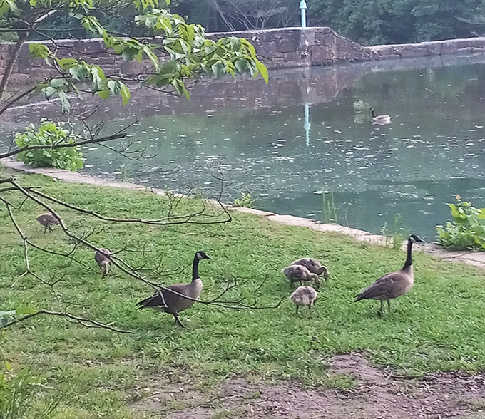 The local welcoming committee waddles by, completely unimpressed by human visitors. These Canadian geese own the place and they know it.