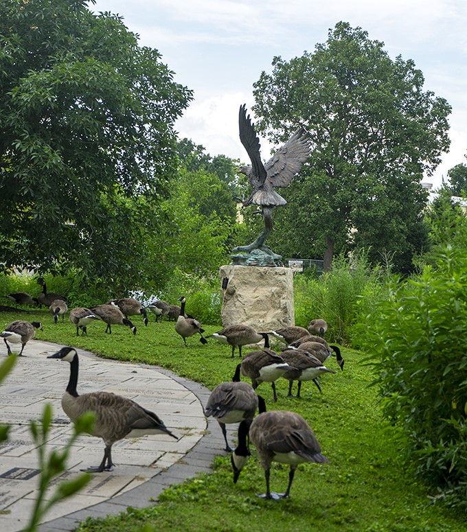 The garden's unofficial welcoming committee waddles by, clearly unimpressed by your camera skills.