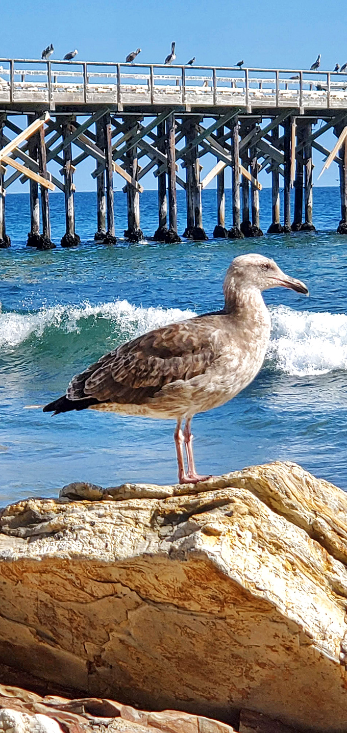 "Excuse me, do you have reservations?" This feathered local greets visitors at Gaviota's pier, where wildlife encounters come standard with admission.