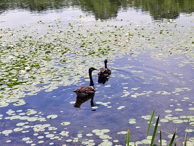Lily pads create nature's mosaic as geese glide through their domain. Even the wildlife here seems to move at a more civilized pace.