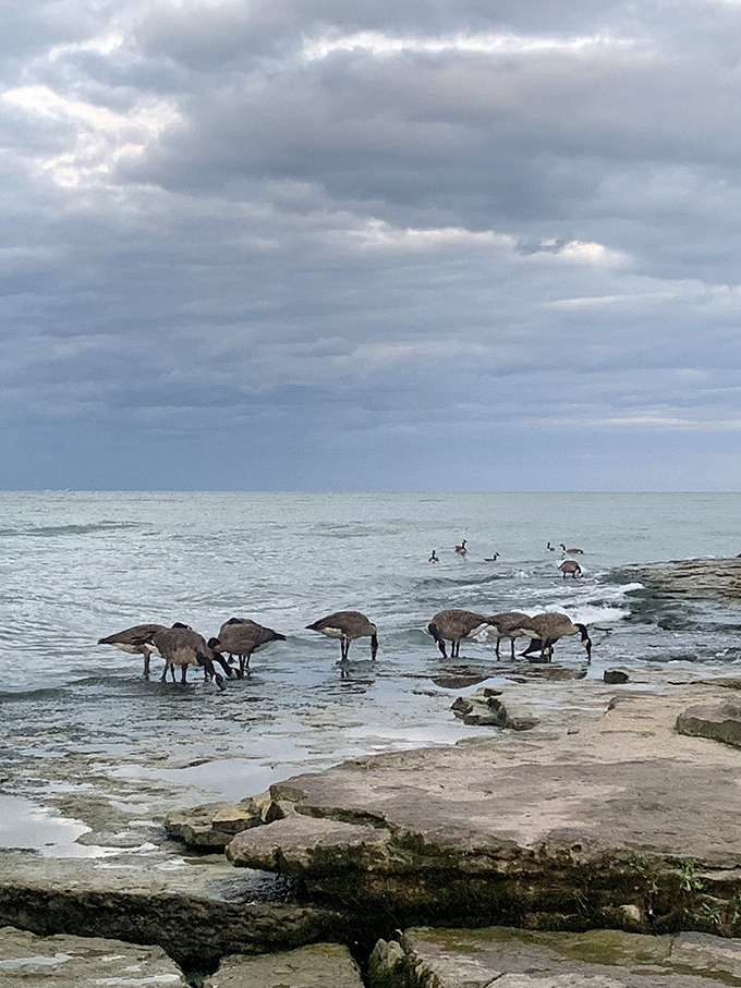 Canada geese enjoying their lakefront property, completely unbothered by real estate prices or the spectacular view they're taking for granted.