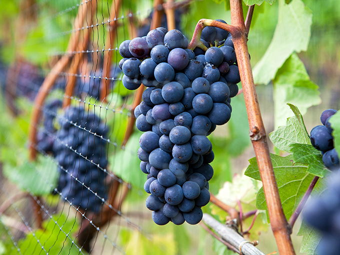 Behold the humble grape&mdash;destined for greatness! These plump purple jewels will soon transform from simple fruit into complex conversation starters. 