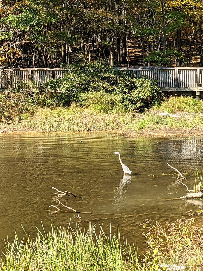 The resident great blue heron practices patience that would make a meditation guru jealous. Nature's master fisherman at work in the shallows.