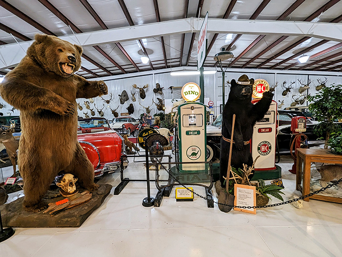 The Grice Museum's taxidermy collection might be the only bears in Pennsylvania that won't raid your bird feeder or increase your homeowner's insurance.