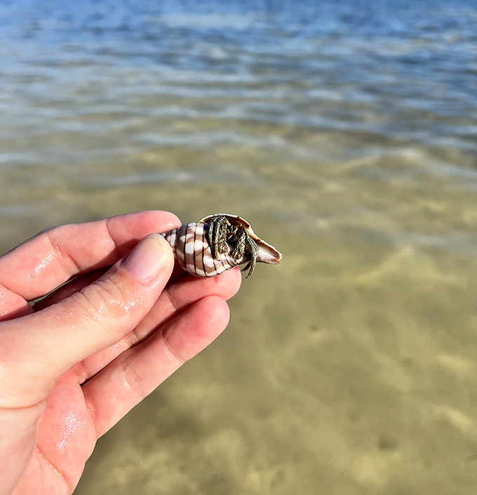 The humble hermit crab: nature's original tiny home enthusiast, finding real estate even in paradise.