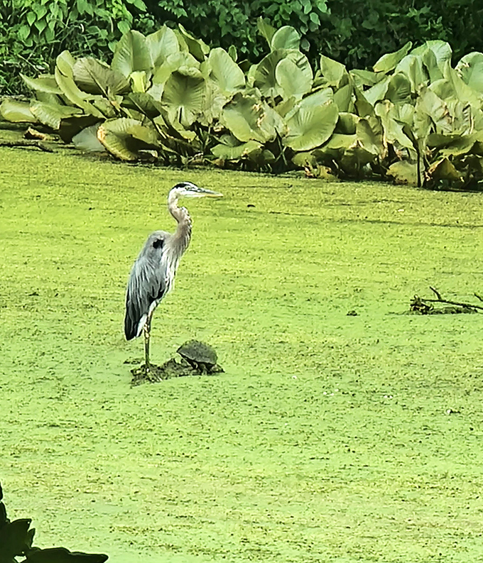 Great blue heron posing like it knows it's the park's unofficial wildlife ambassador.