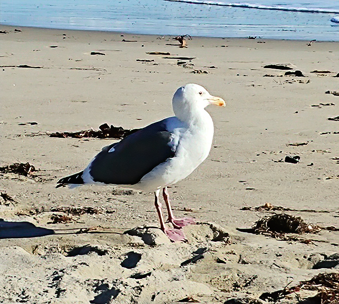 The local gulls patrol the beach with proprietary confidence, like they're collecting rent from visiting humans and their snacks.