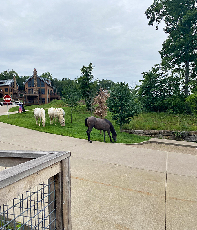 "Excuse me, we're just grazing here!" The equine landscaping crew at Echo Bluff takes their job of looking majestic very seriously.