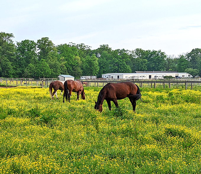 These majestic horses grazing in fields of buttercups look like they galloped straight out of a fairy tale—Delaware's own enchanted meadow.
