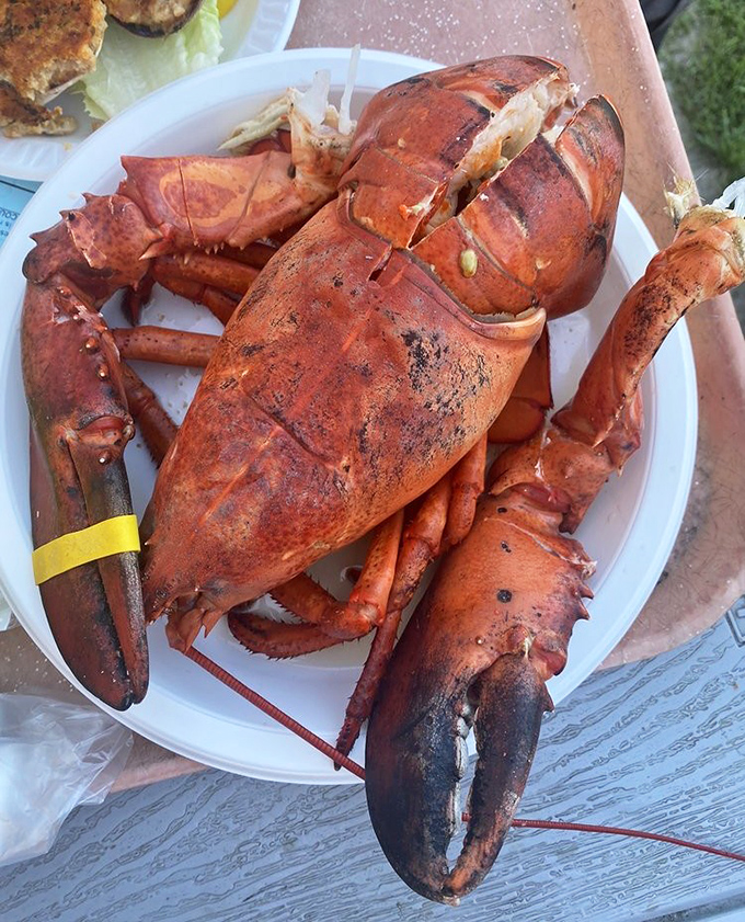 The lobster arrives like royalty in crimson armor, demanding the respect of two hands and complete attention to its sweet, tender flesh.