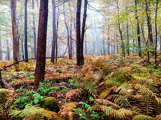 Morning mist meets ferns in this enchanted corner where you half-expect woodland creatures to start singing.