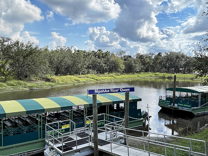 All aboard the Myakka River Queen! These iconic green vessels have been delivering "oohs" and "aahs" to visitors for generations.