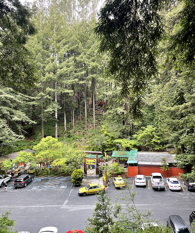 An aerial view of the parking area nestled among towering redwoods. The Mystery Spot's rustic buildings blend harmoniously with the natural surroundings.