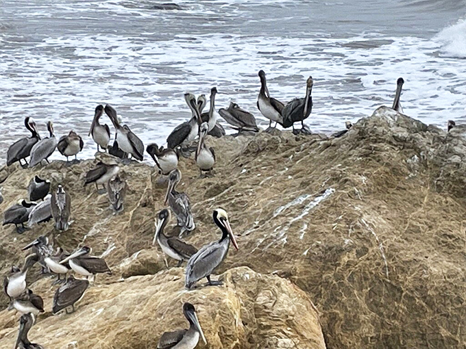 The pelican welcoming committee holds their morning meeting. These prehistoric-looking birds make even the most serious adult feel childlike wonder.