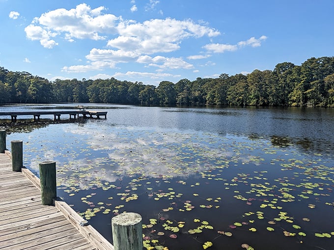 Pembroke Creek Park offers the kind of tranquility that makes you want to cancel your therapy appointment. Nature's mirror reflecting tall cypress sentinels.