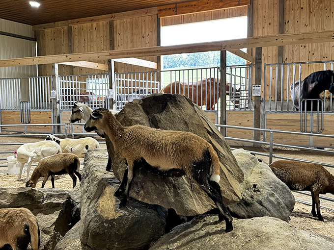 Farm animals living their best life on rock formations. It's like a tiny goat version of "Lion King," minus the dramatic family issues.