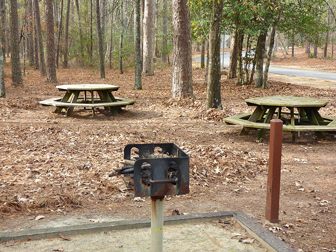 These picnic tables aren't just furniture&mdash;they're front-row seats to a performance of rustling leaves and birdsong.