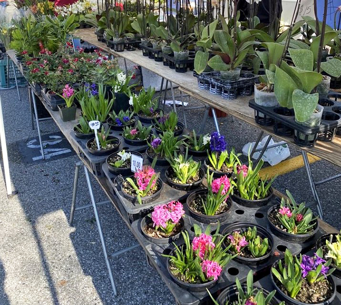 Garden dreams in portable form. These blooming beauties are just waiting to transform your windowsill from sad to spectacular.