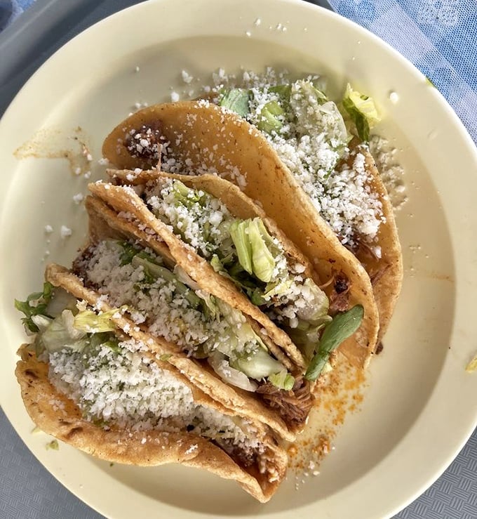 Three tacos, perfectly arranged like old friends catching up, their fresh toppings and generous fillings making a compelling case that simplicity is the ultimate sophistication.