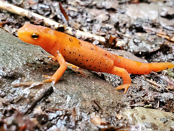 Meet Pennsylvania's most vibrant resident&mdash;the Red Eft salamander. This tiny orange celebrity is the forest's version of a Hollywood star on the woodland walk of fame.