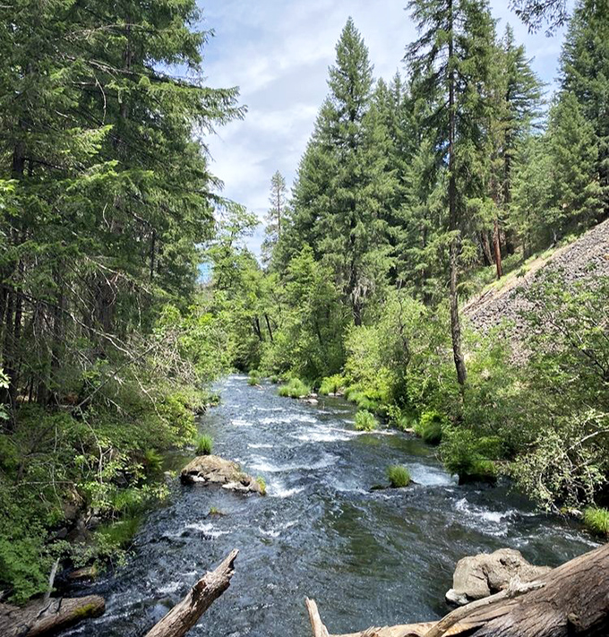 The river after the drama. Downstream from the thundering falls, Burney Creek settles into a peaceful forest journey between pine-covered banks.
