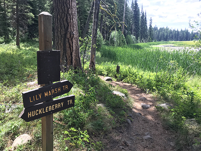 Choose your own adventure at the trail junction. Whether you pick Lily Marsh or Huckleberry, there are no wrong turns in paradise.