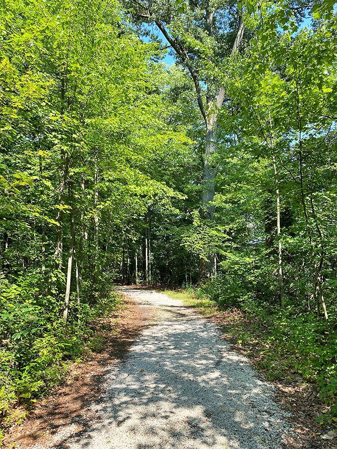 Forest bathing, Midwest style. This sunlight-dappled trail offers the kind of natural aromatherapy session that no fancy spa can replicate.