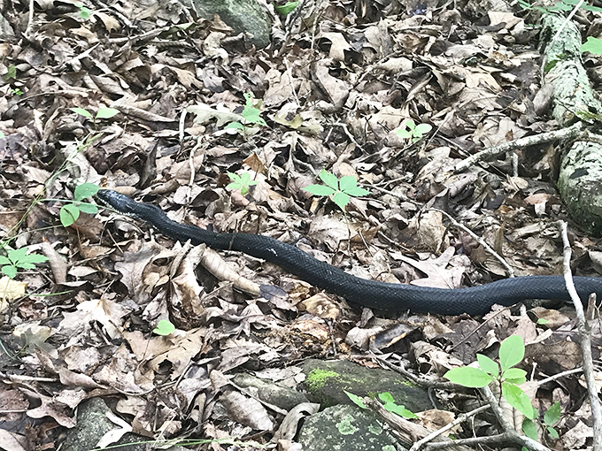 Not all park residents are cuddly. This sleek black snake is just going about its day, keeping the rodent population in check while giving hikers something to talk about.